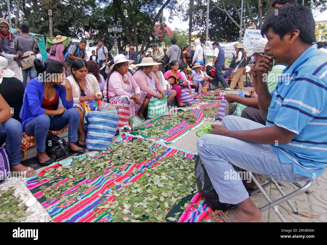 Chews chewing coca leaves hi-res stock photography and images - Alamy