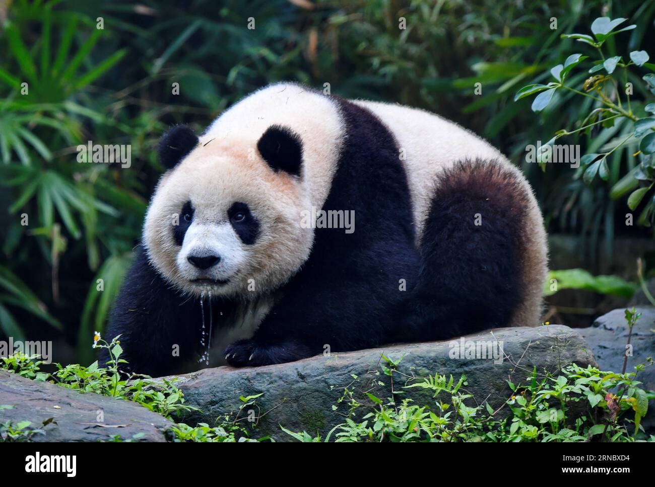 (160313) -- TAIPEI, March 13, 2016 -- Giant panda Yuanzai drinks water ...