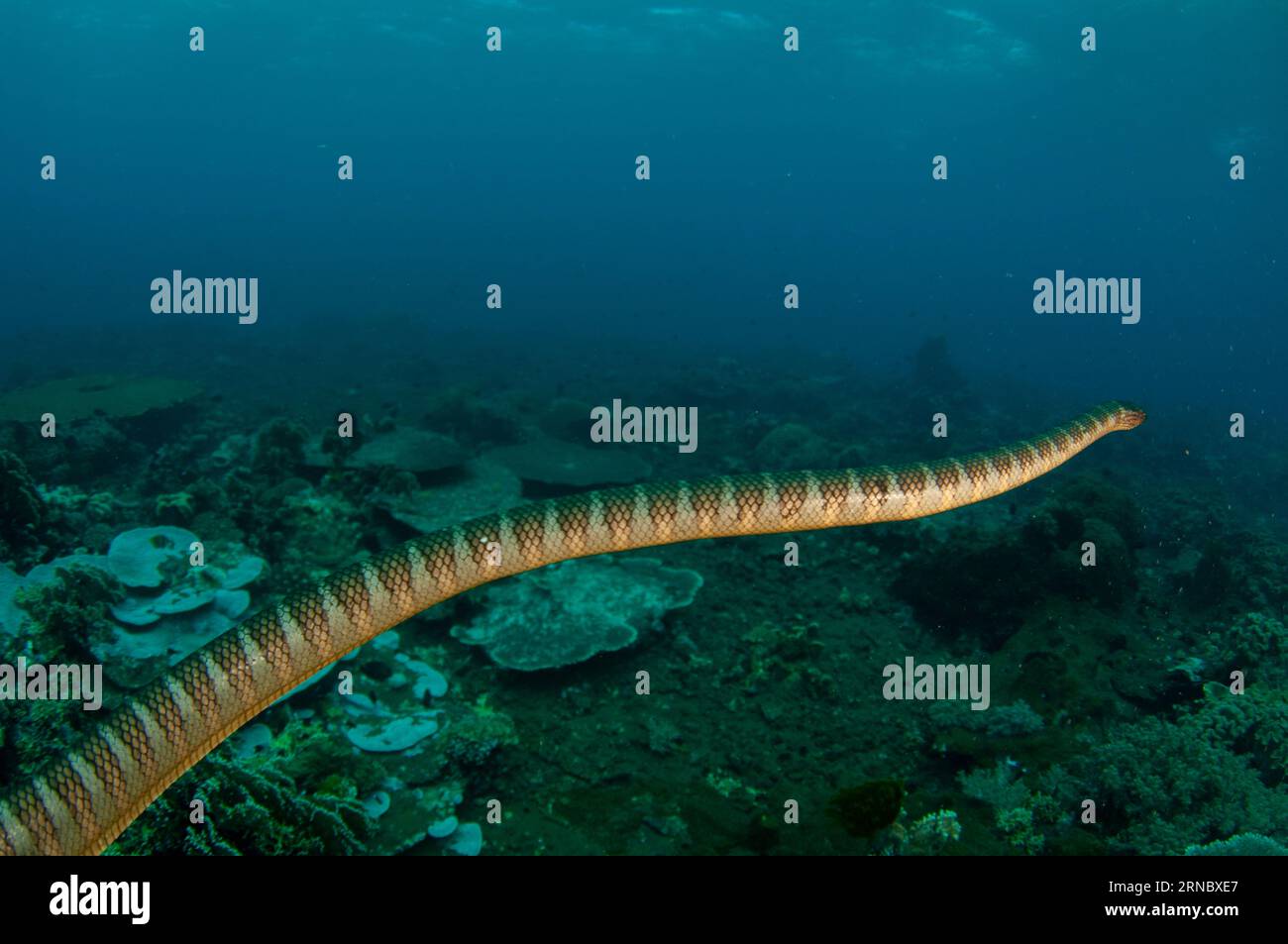 Chinese Sea Snake, Laticauda semifasciata, swimming, Tanjung Kelapa ...