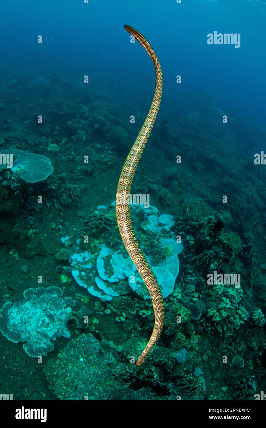 Chinese Sea Snake, Laticauda semifasciata, swimming, Tanjung Kelapa ...