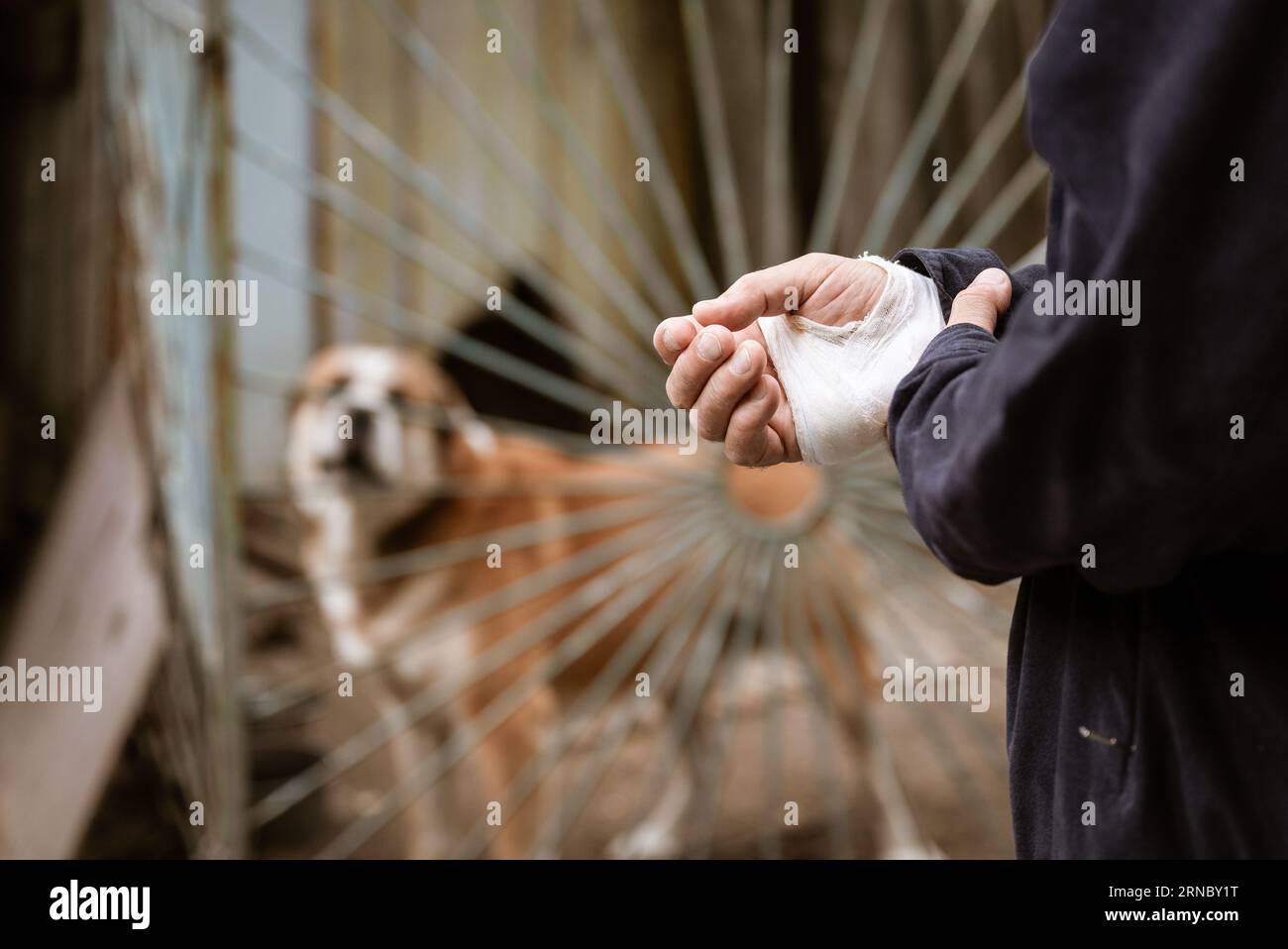 The male dog Alabai bit the man's hand. Bandaged human hand after dog ...