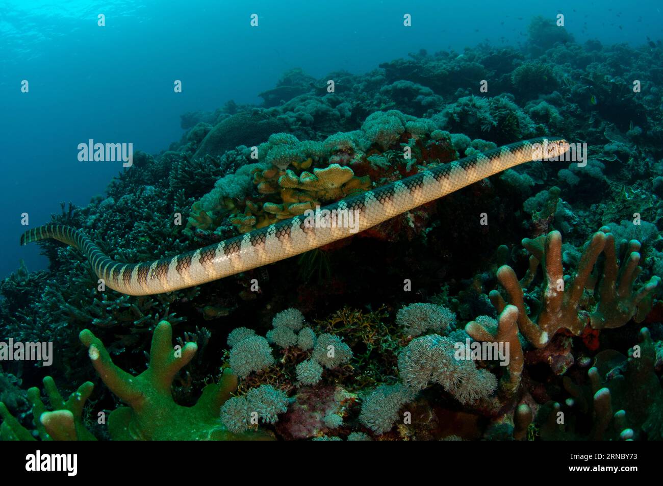 Chinese Sea Snake, Laticauda semifasciata, swimming, Tanjung Kelapa ...