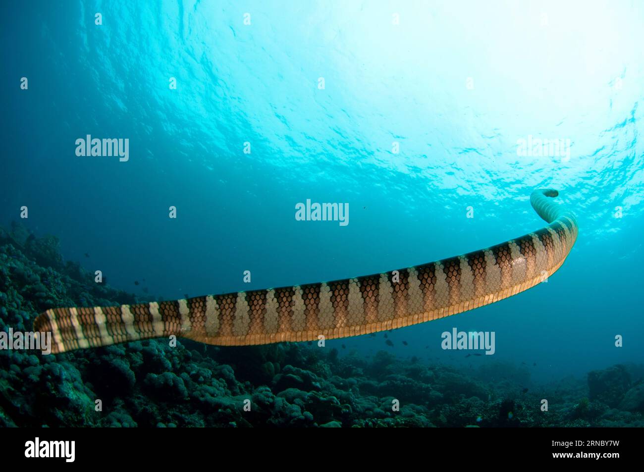 Chinese Sea Snake, Laticauda semifasciata, swimming, Tanjung Kelapa ...