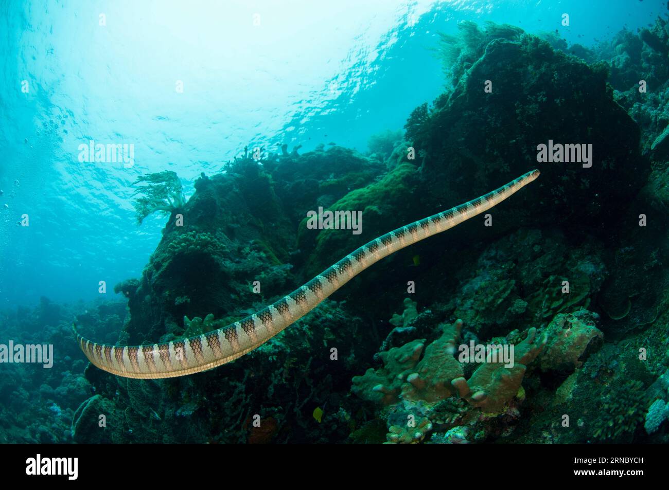 Chinese Sea Snake, Laticauda semifasciata, swimming, Tanjung Kelapa ...