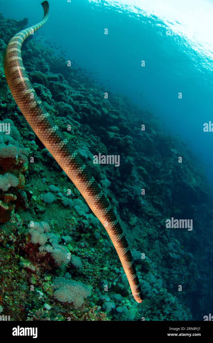 Chinese Sea Snake, Laticauda semifasciata, swimming, Tanjung Kelapa ...