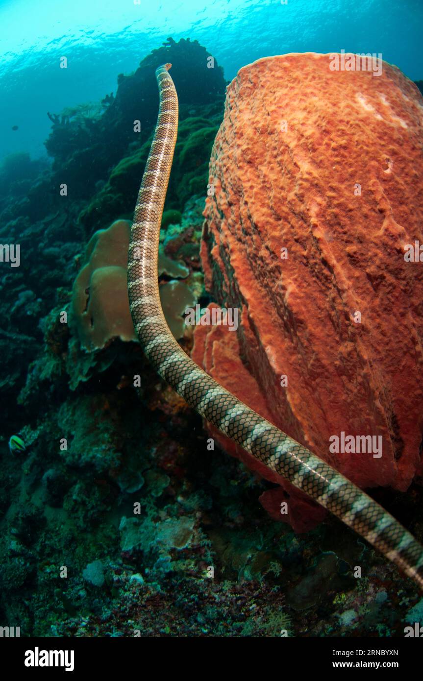 Chinese Sea Snake, Laticauda semifasciat, swimming past Barrel Sponge ...