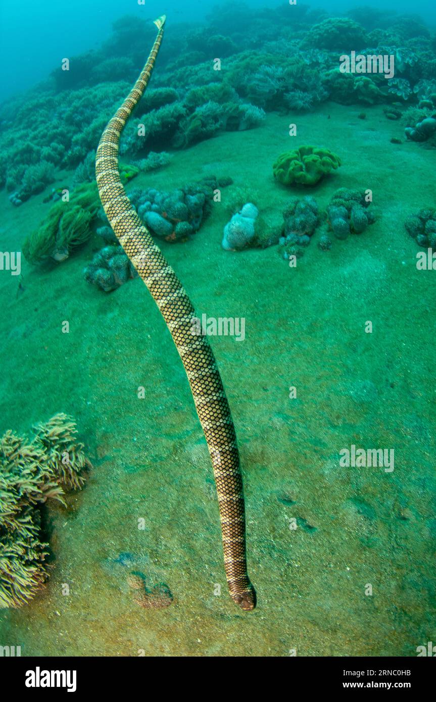 Chinese Sea Snake, Laticauda semifasciata, swimming, Tanjung Kelapa ...