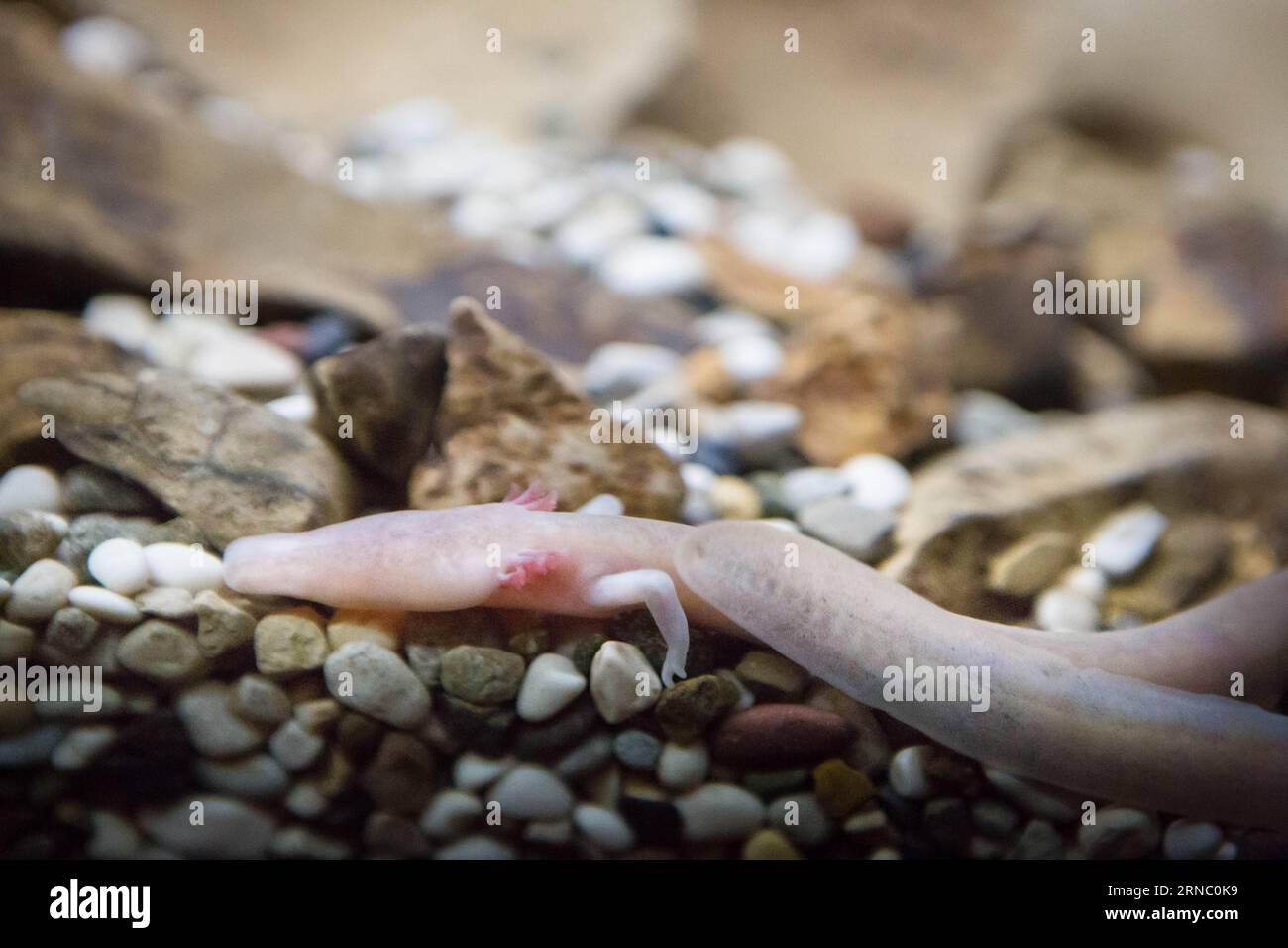 Cave olm hatch hi-res stock photography and images - Alamy