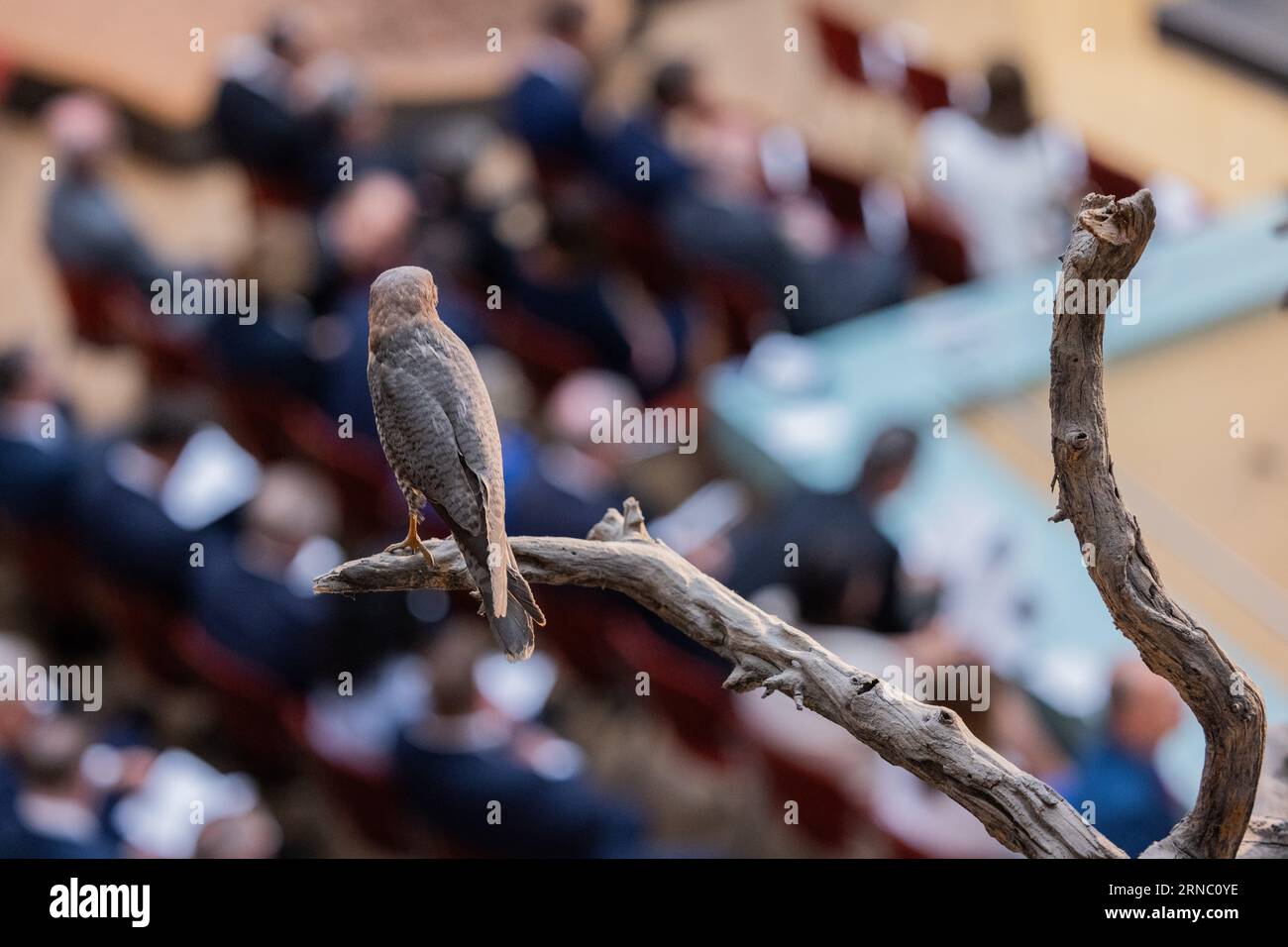Bonn, Germany. 01st Sep, 2023. A stuffed bird sits on a branch during a ...