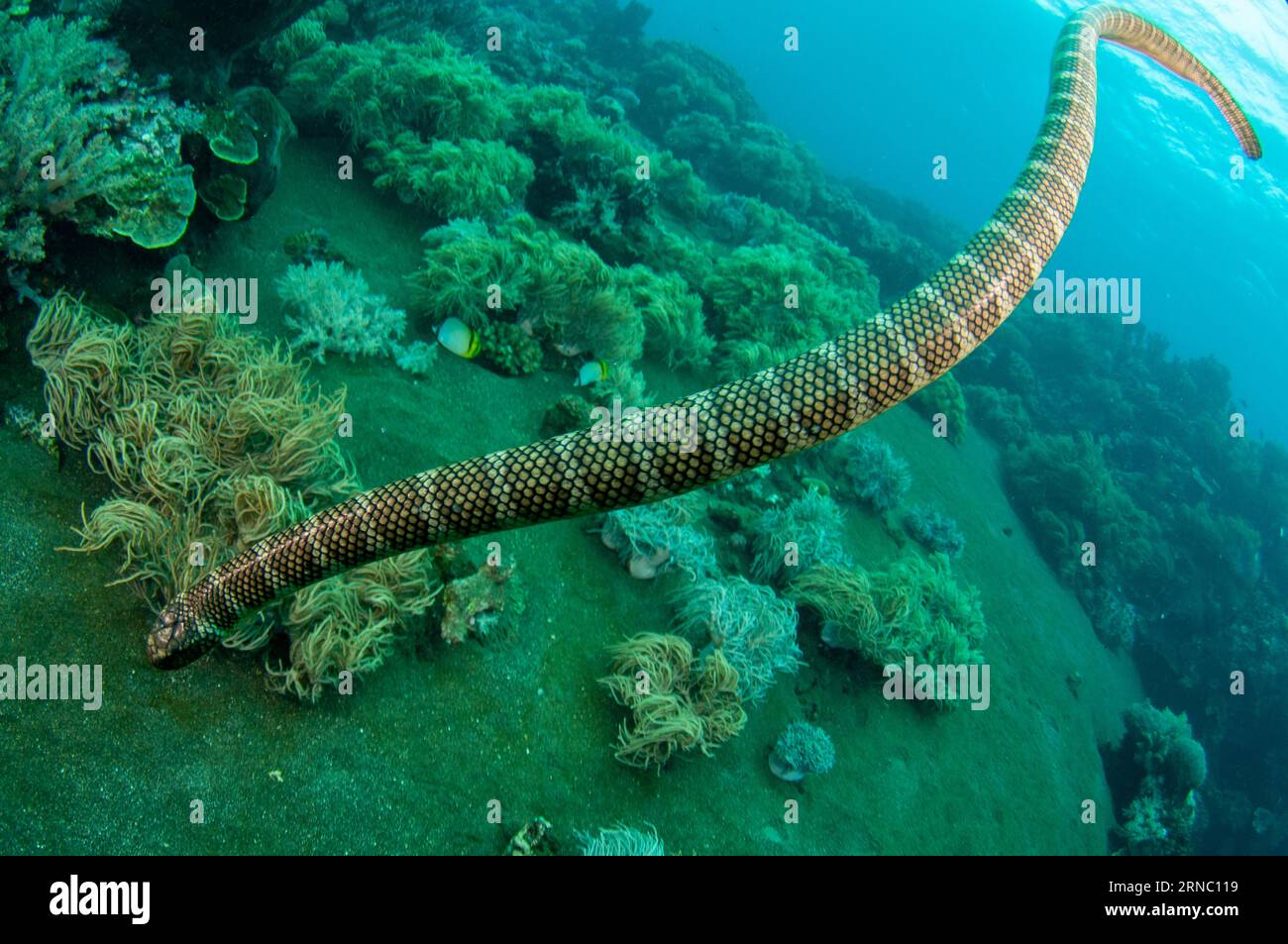 Chinese Sea Snake, Laticauda semifasciata, swimming, Tanjung Kelapa ...