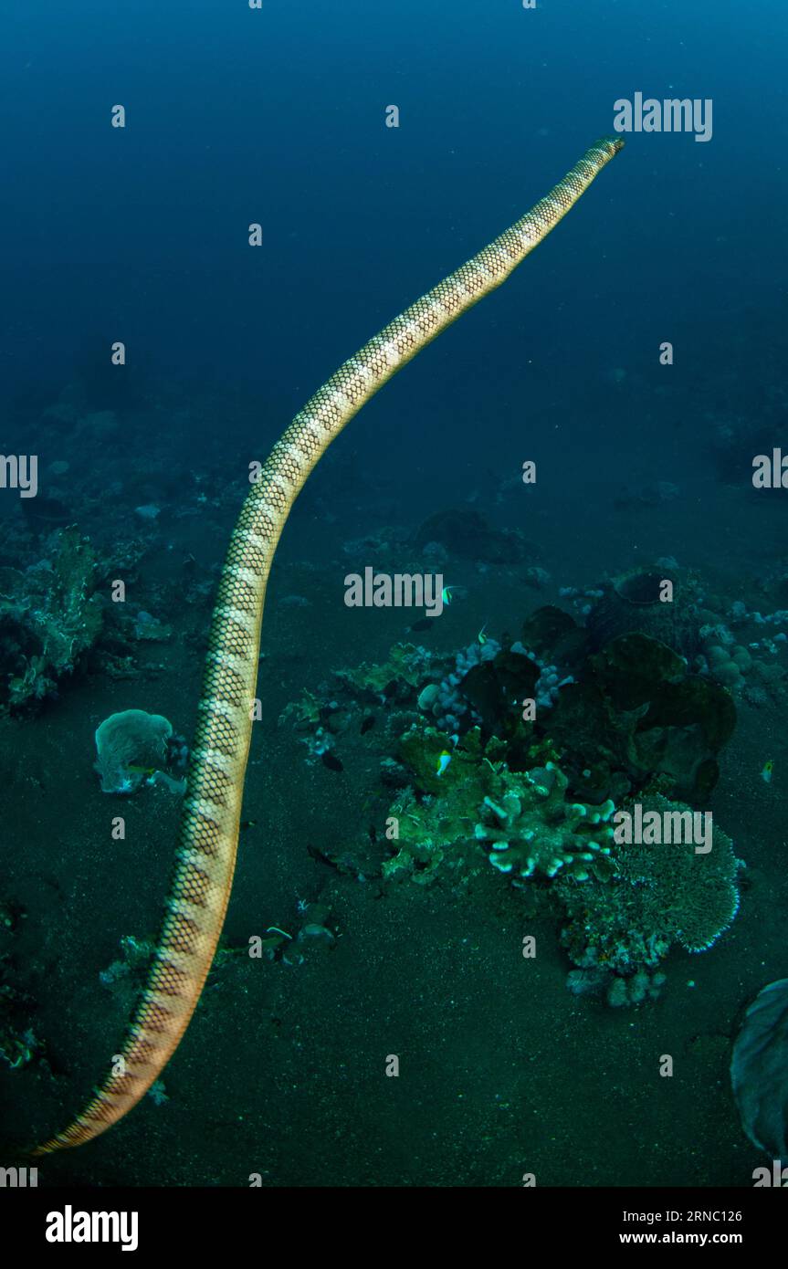 Chinese Sea Snake, Laticauda semifasciata, swimming, Tanjung Kelapa ...