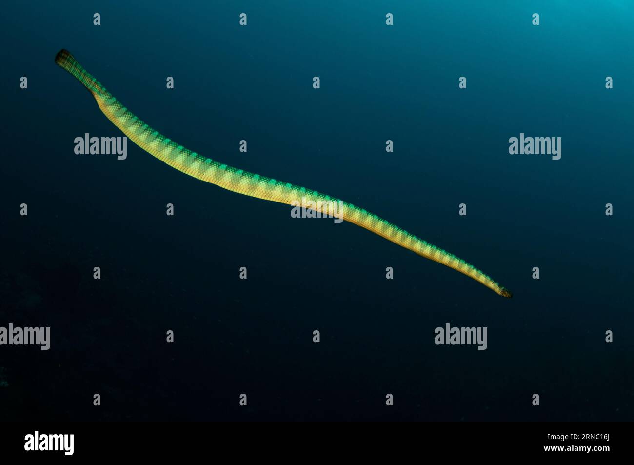Chinese Sea Snake, Laticauda semifasciata, swimming, Tanjung Kelapa ...