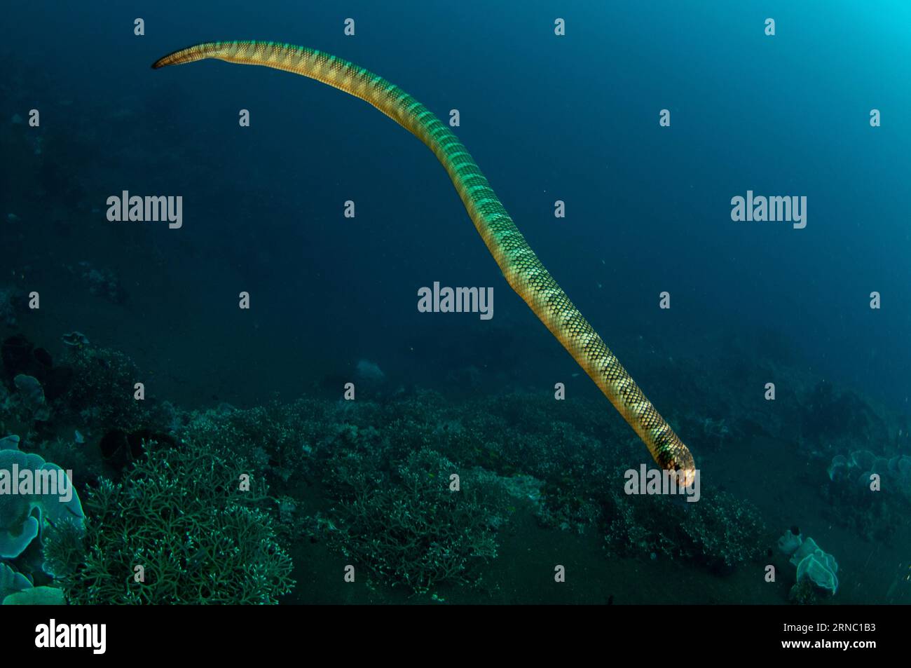 Chinese Sea Snake, Laticauda semifasciata, swimming, Tanjung Kelapa ...