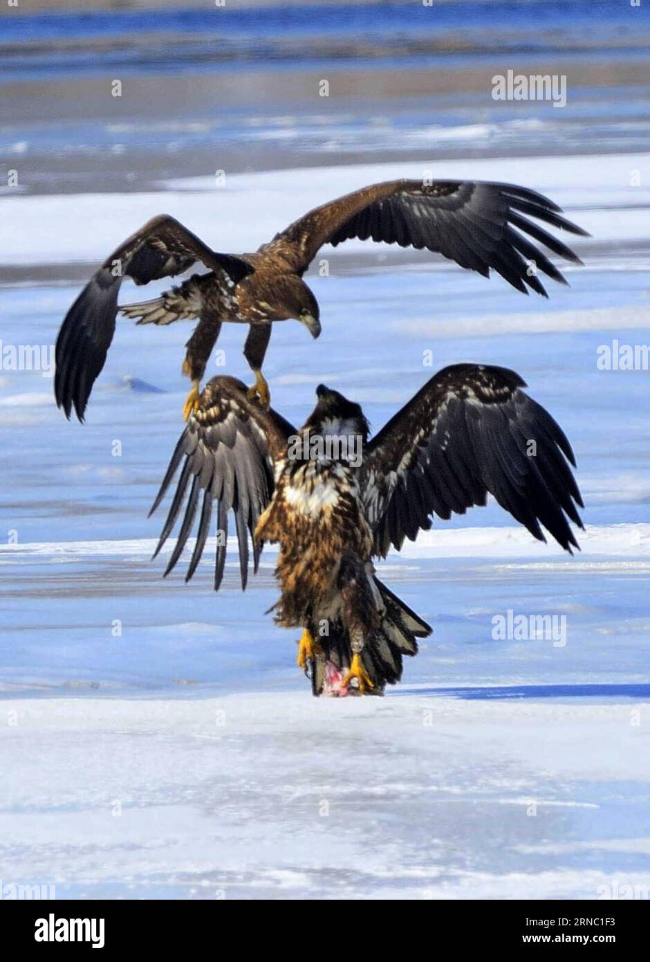Eagles hunting china hi-res stock photography and images - Alamy