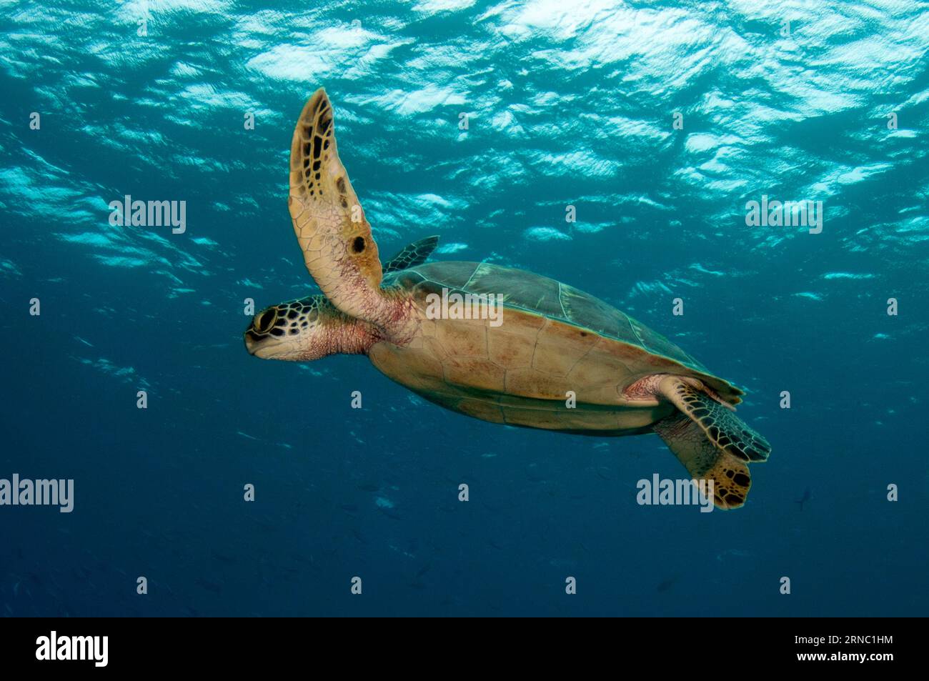Green Turtle, Chelonia mydas, classified as Endangered, swimming, Too ...