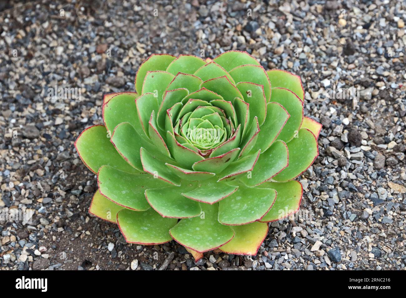 X Semponium "Diamond Stock Photo - Alamy