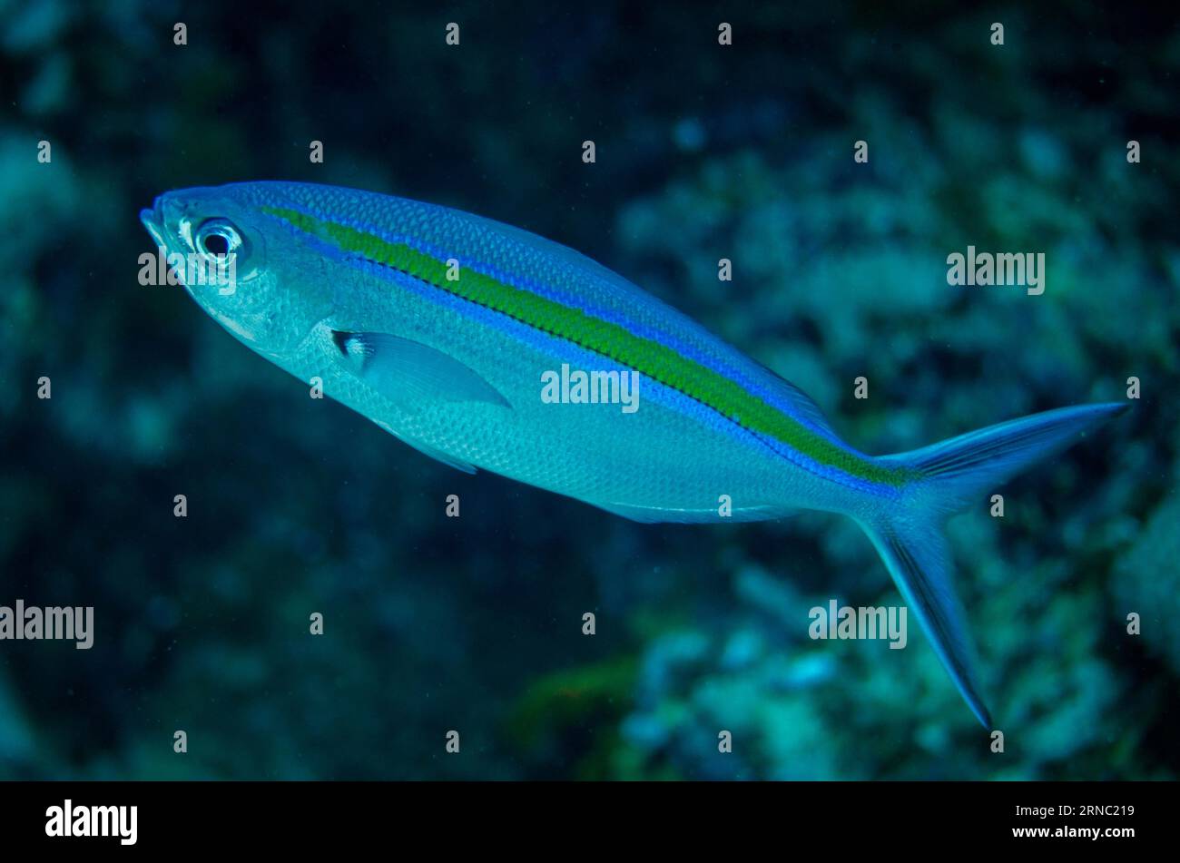 Scissortail Fusilier, Caesio caerulaurea, Too Many Fish dive site ...