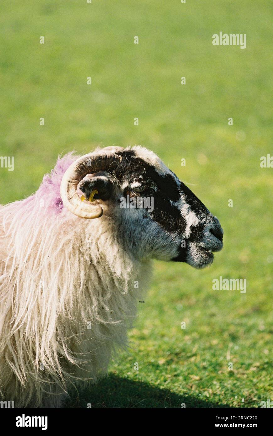 A white ram in a lush green meadow, surveying its surroundings with an ...