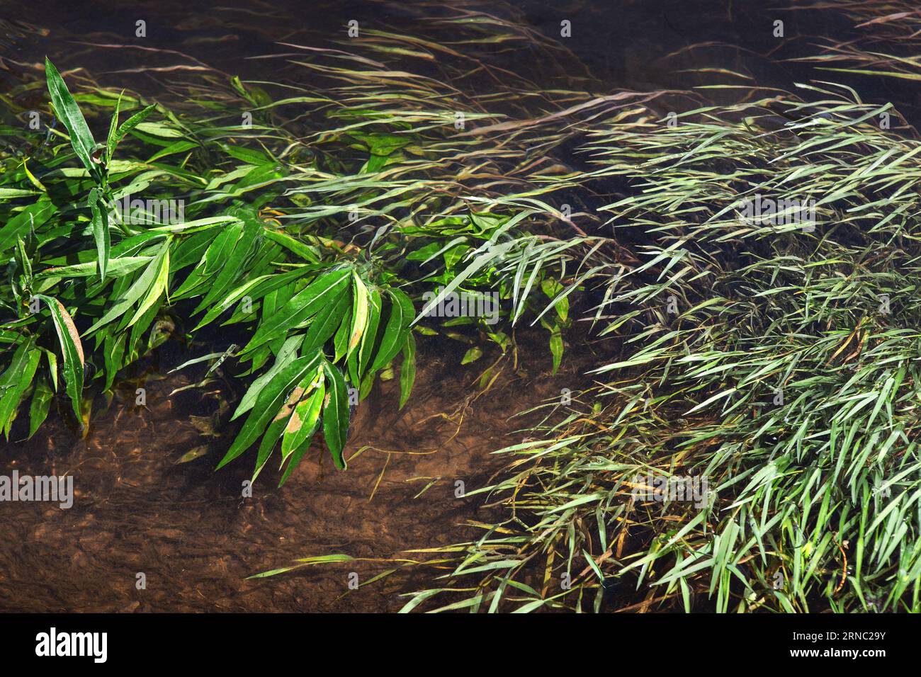 Plants algae in river hi-res stock photography and images - Alamy