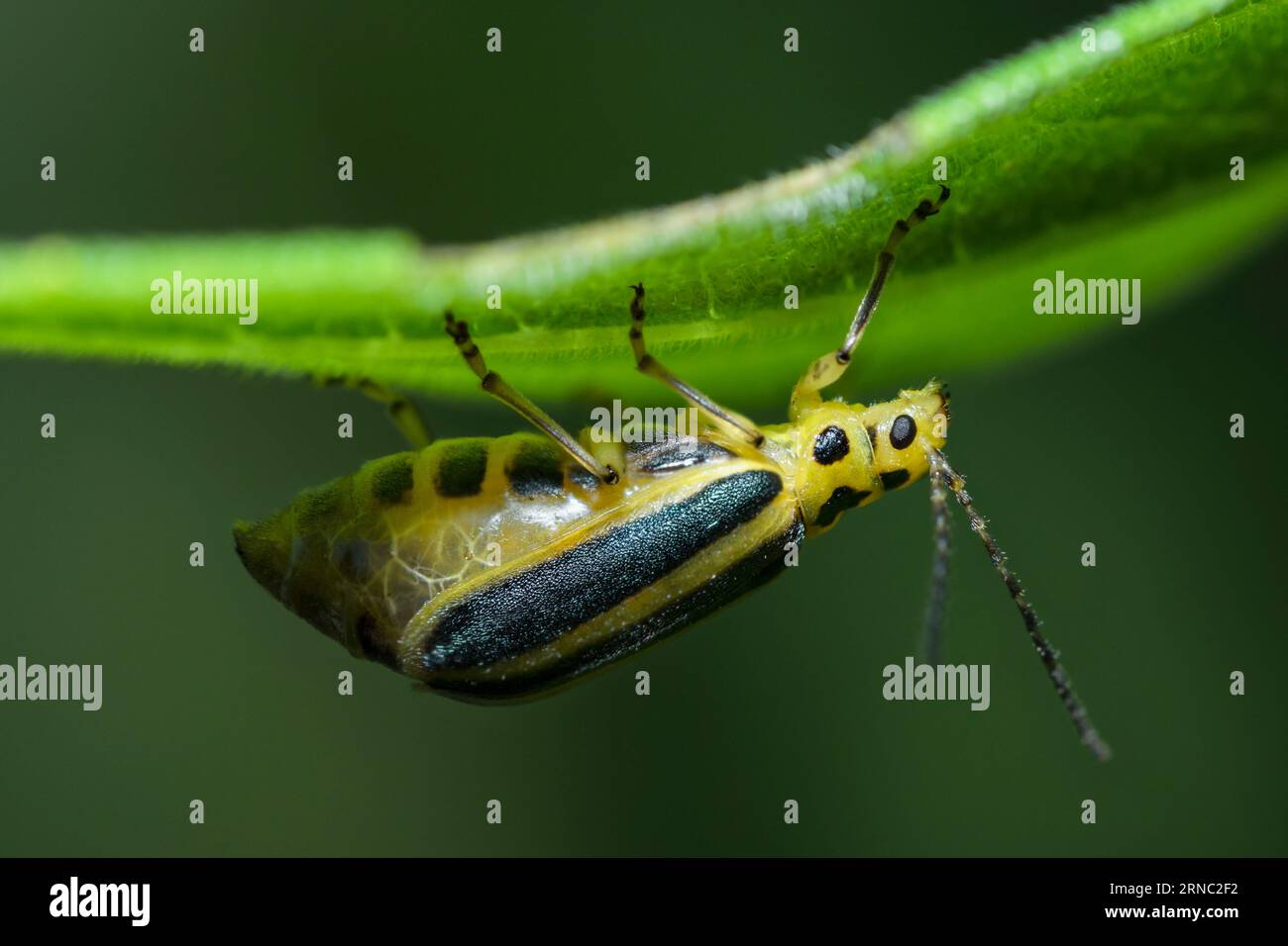 Trirhabda canadensis hi-res stock photography and images - Alamy