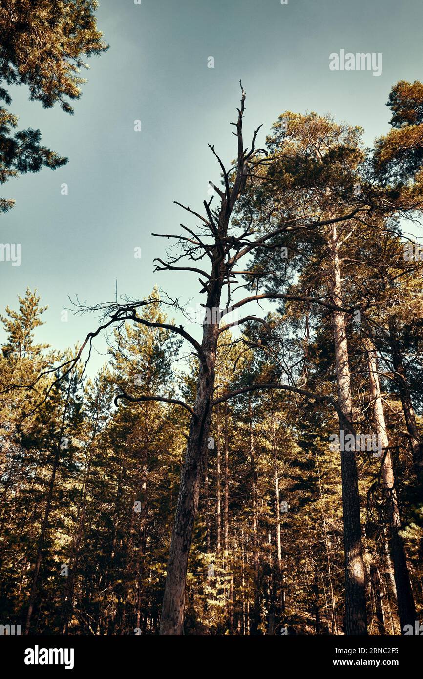 Withered pine tree in the forest. Toned image Stock Photo - Alamy