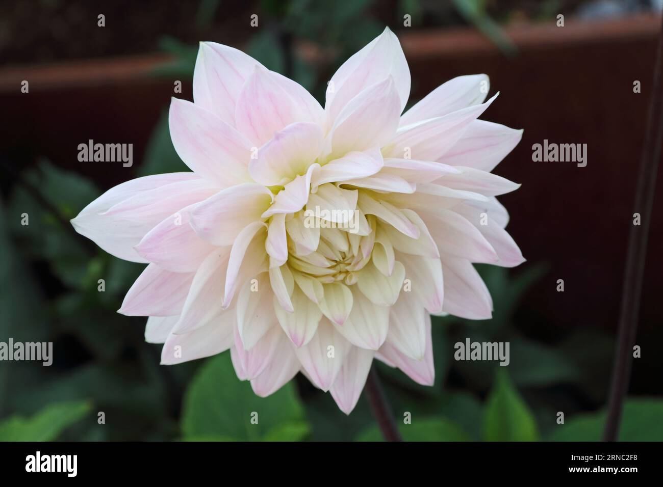 White Dahlia flower Stock Photo - Alamy