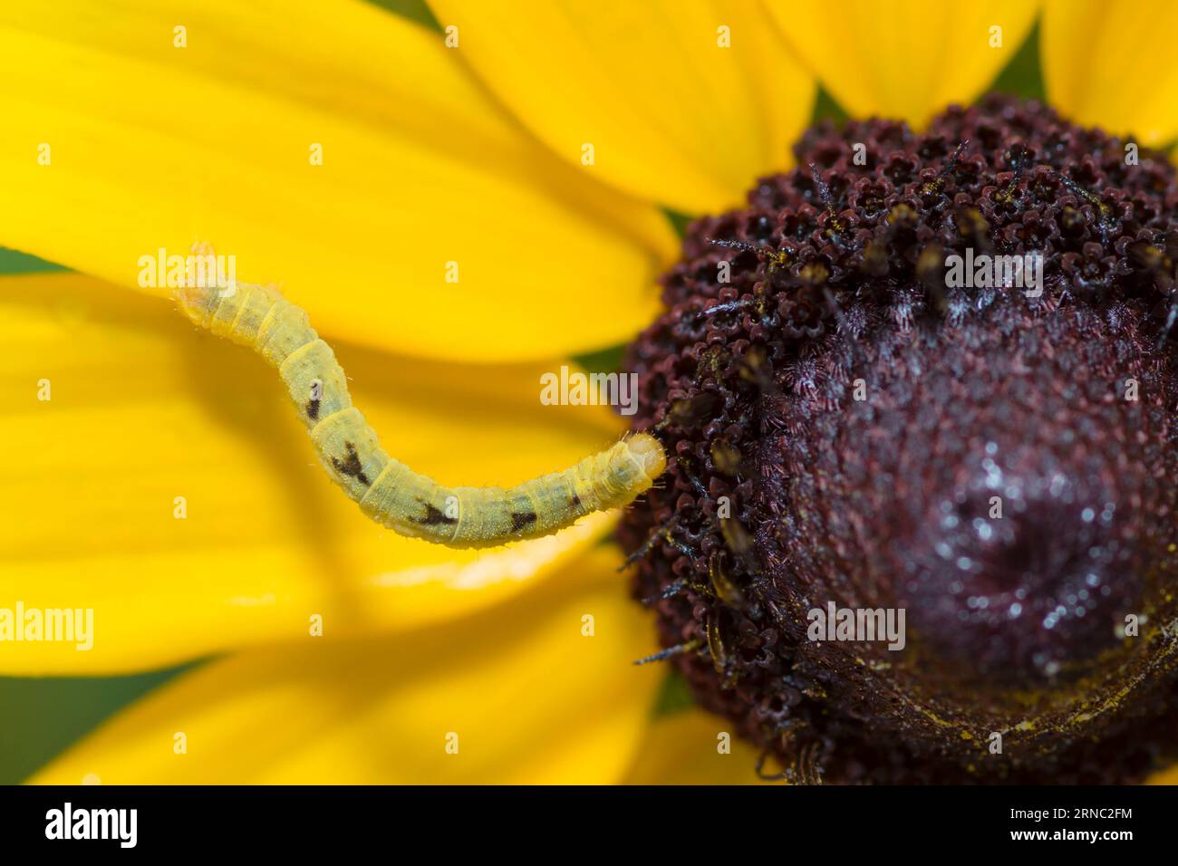 Common Eupithecia moth caterpillar on a flower, Eupithecia Miserulata ...