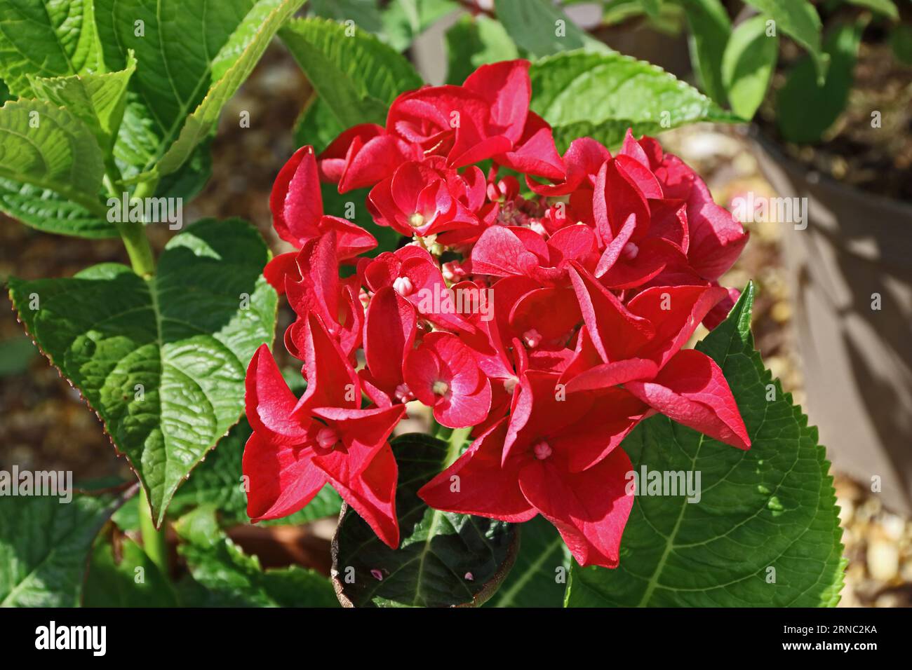 How to start gardening hi-res stock photography and images - Alamy