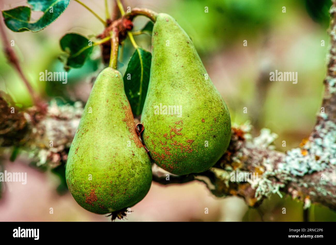 Conference pear tree hi-res stock photography and images - Alamy