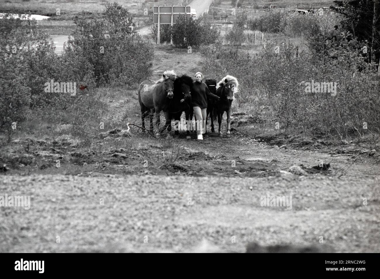 Young girl with ponies walking in Iceland Stock Photo - Alamy