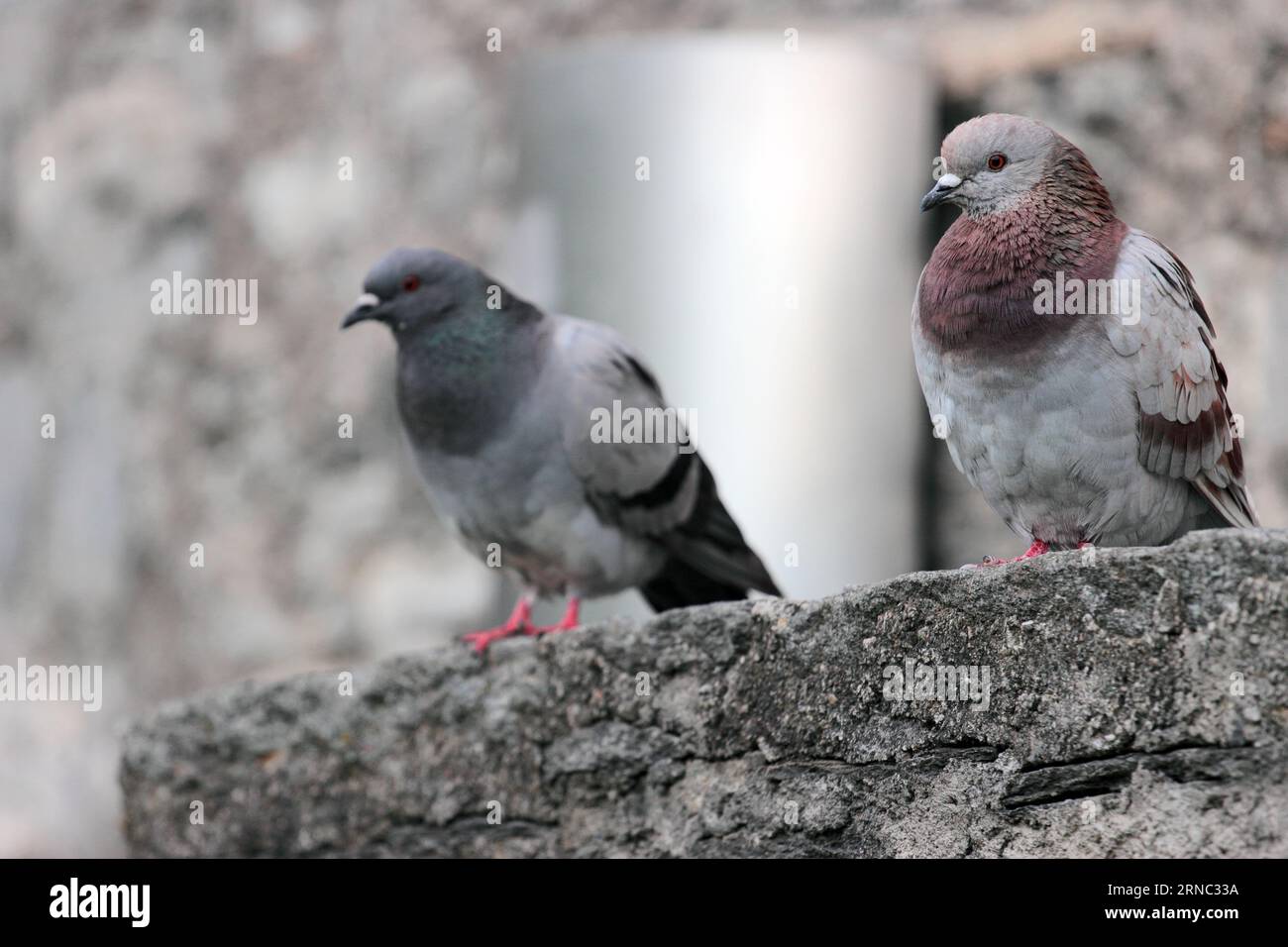 two pigeons on medieval walls in Bellinzona Switzerland Stock Photo - Alamy