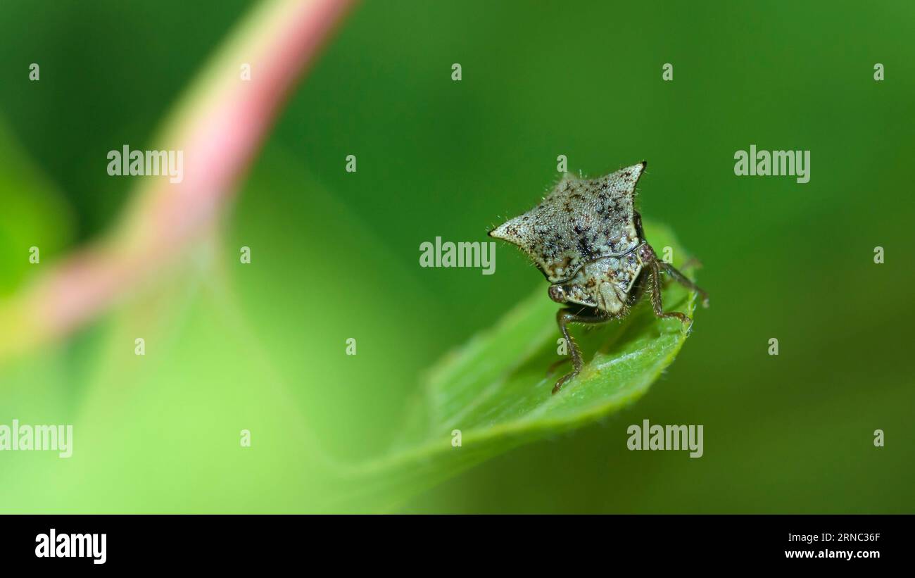 Stictocephala hi-res stock photography and images - Alamy