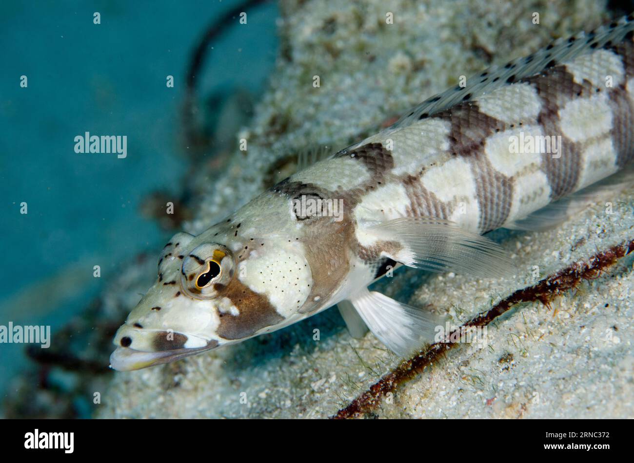 Male Latticed Sandperch, Parapercis clathrata, resting on sand, Too ...