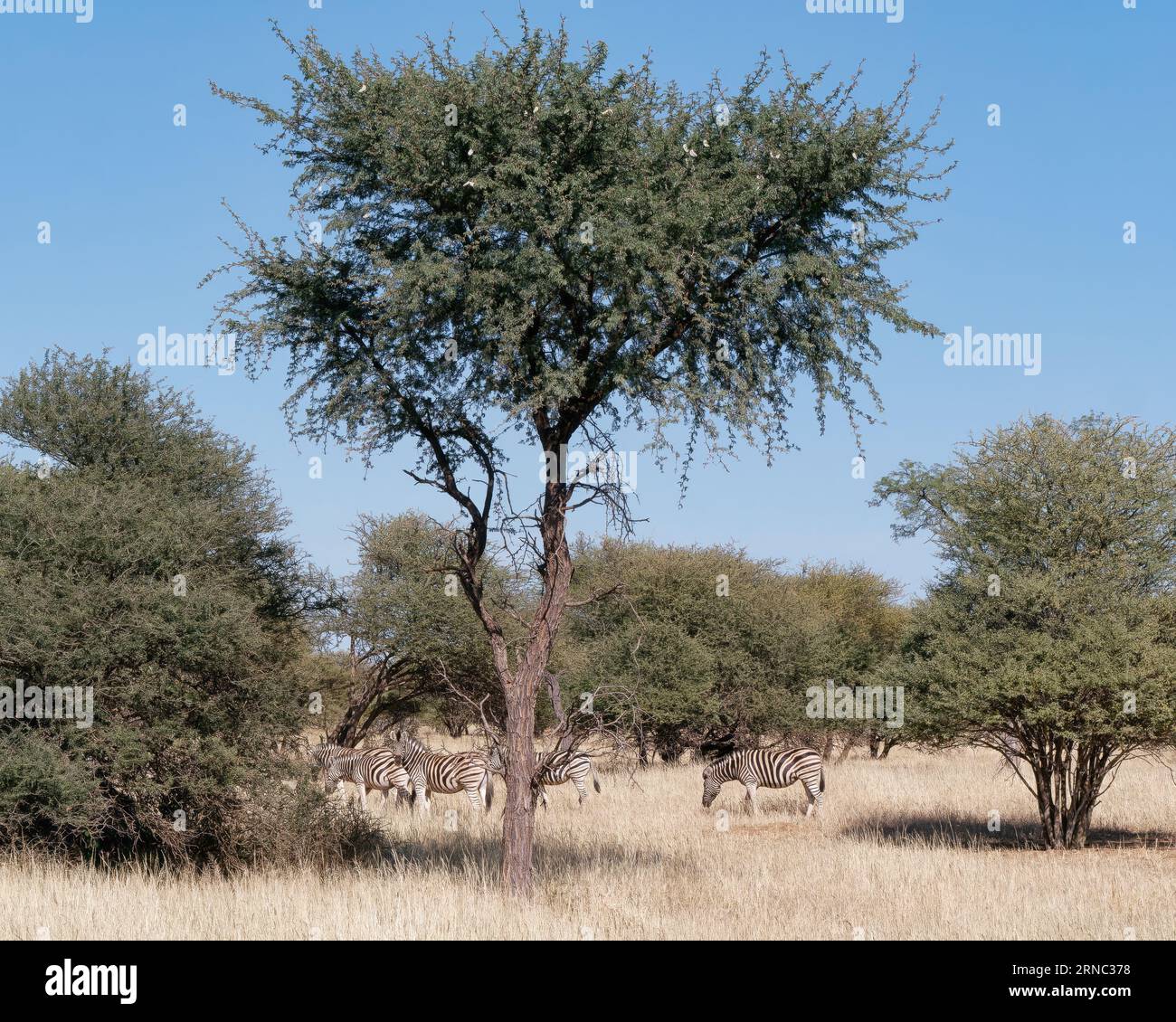 Okapuka ranch group hi-res stock photography and images - Alamy
