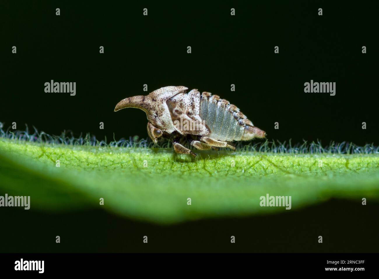 Wide-footed Treehopper nymph, Enchenopa Latipes, on a leaf Stock Photo ...