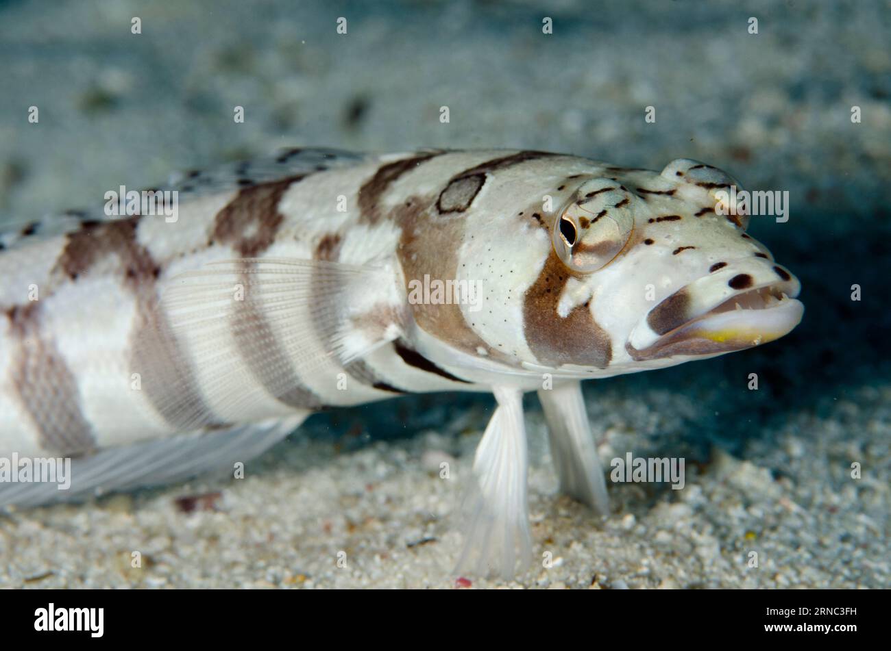 Male Latticed Sandperch, Parapercis clathrata, resting on sand, Too ...
