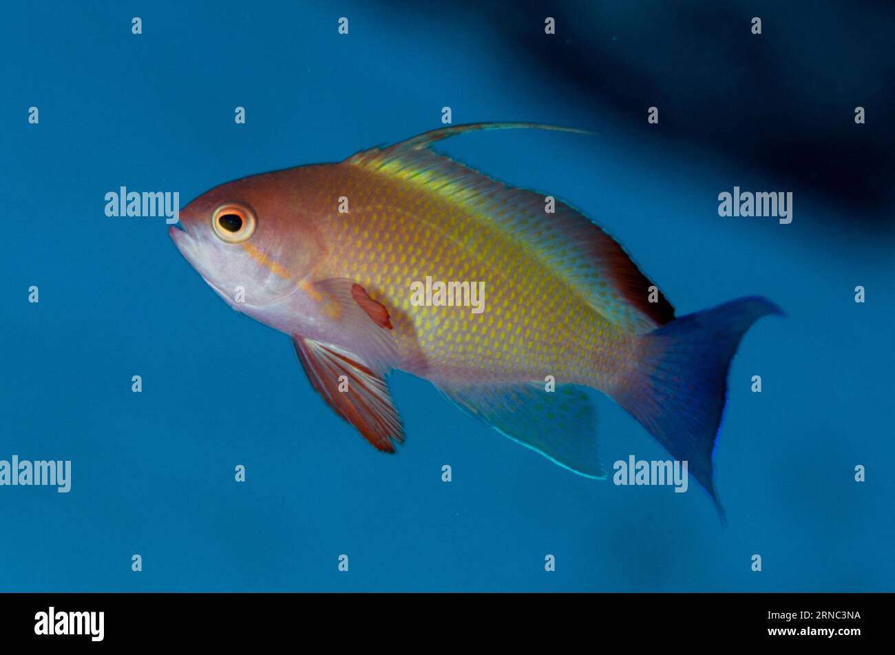 Male Scalefin Anthias, Pseudanthias squamipinnis, Too Many Fish dive ...