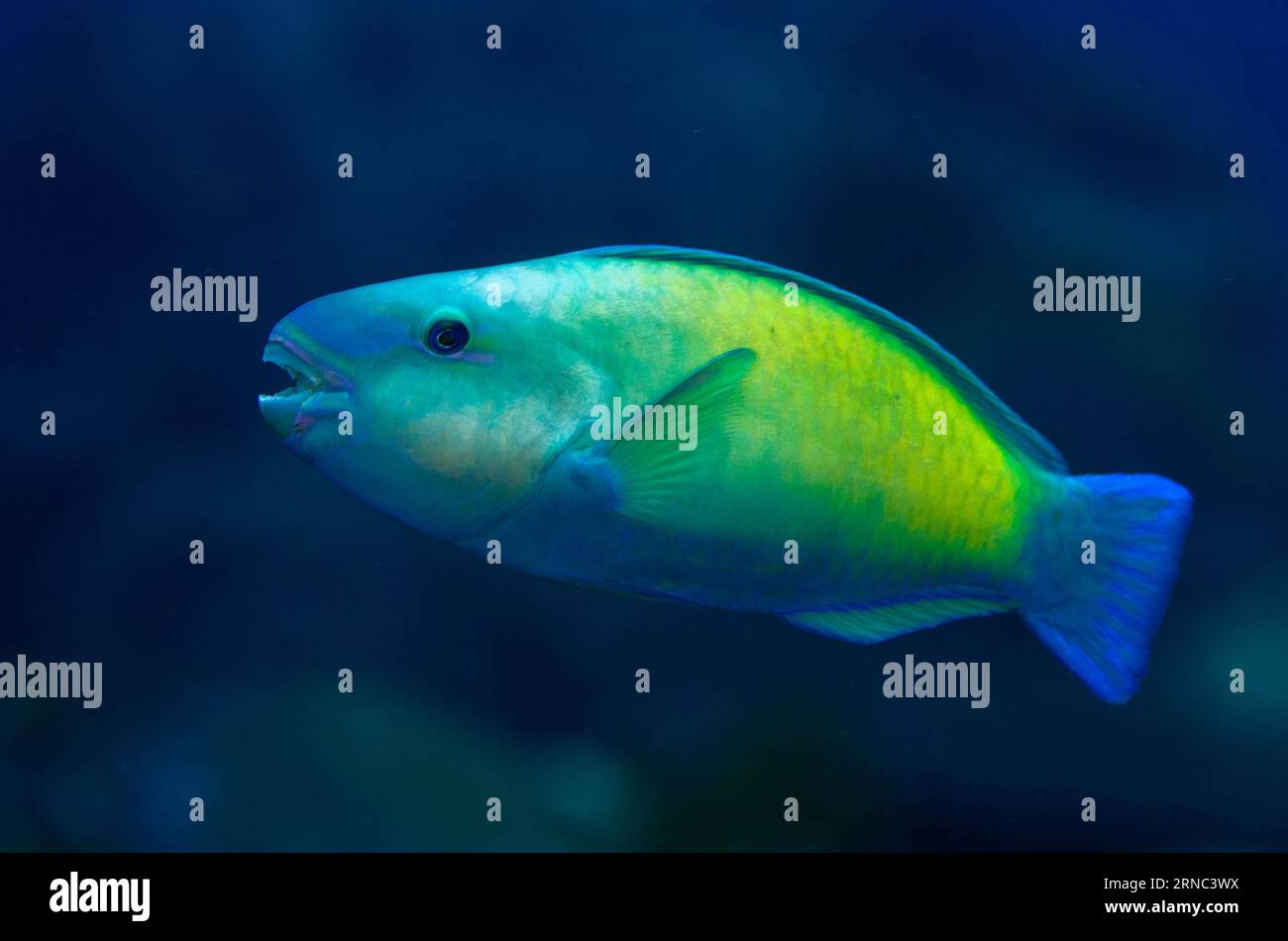 Bullethead Parrotfish, Chlorurus spilurus, Too Many Fish dive site ...