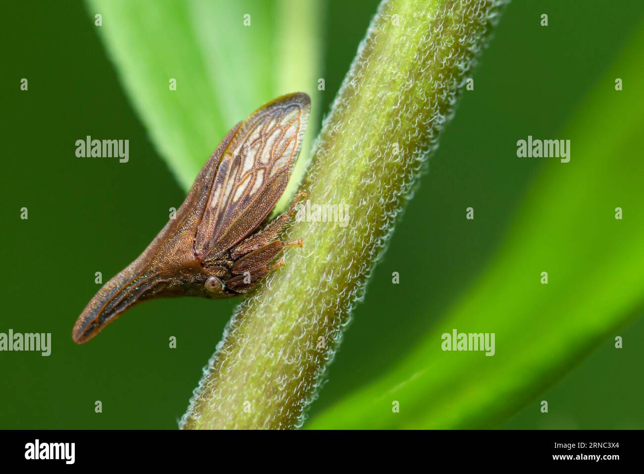 Adult treehopper hi-res stock photography and images - Alamy