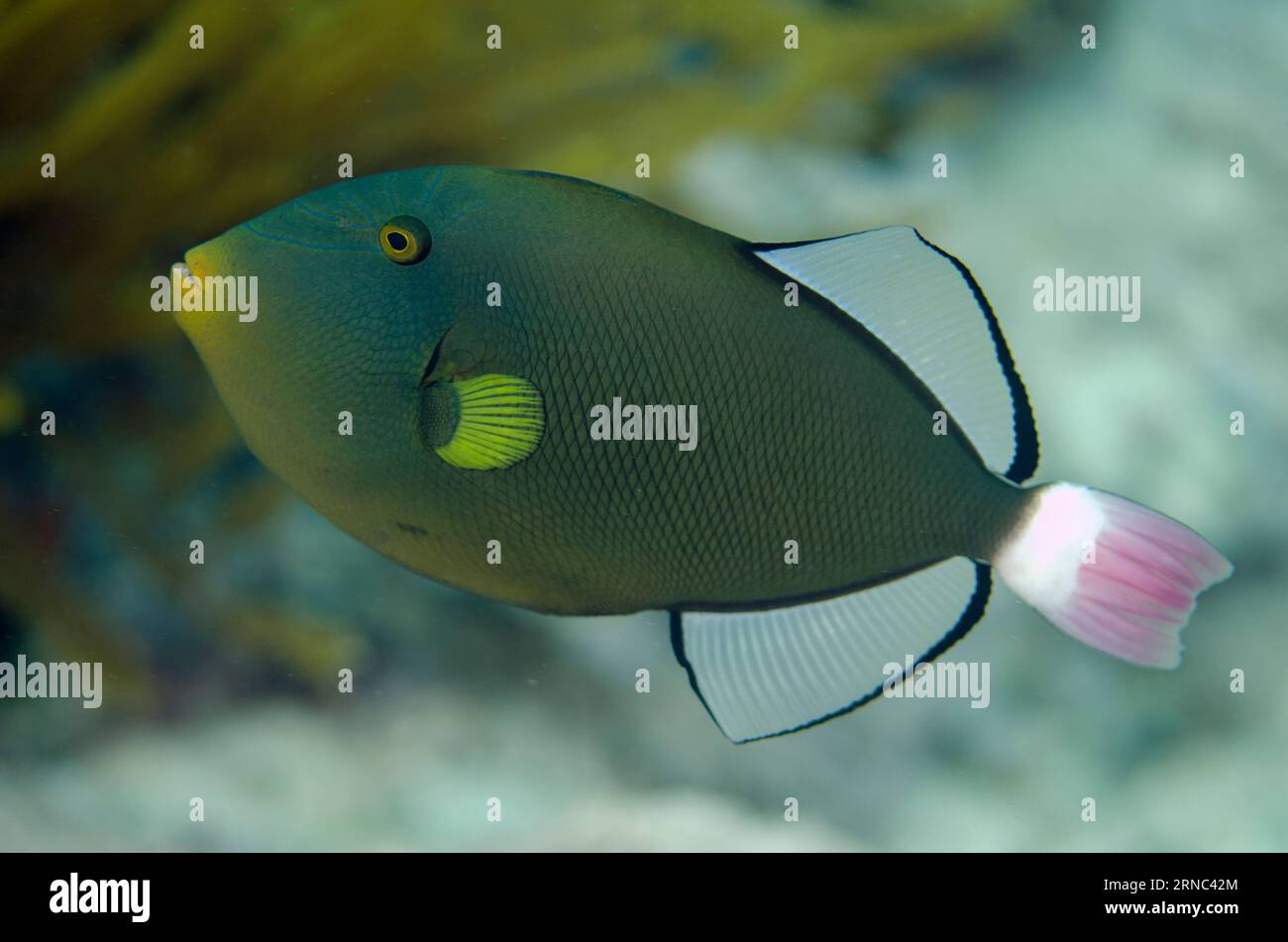 Pinktail Triggerfish, Melichthys vidua, Too Many Fish dive site, Pulau ...
