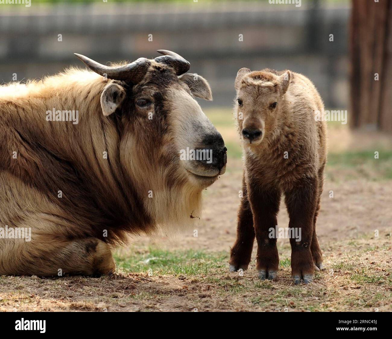 Takin cub hi-res stock photography and images - Alamy