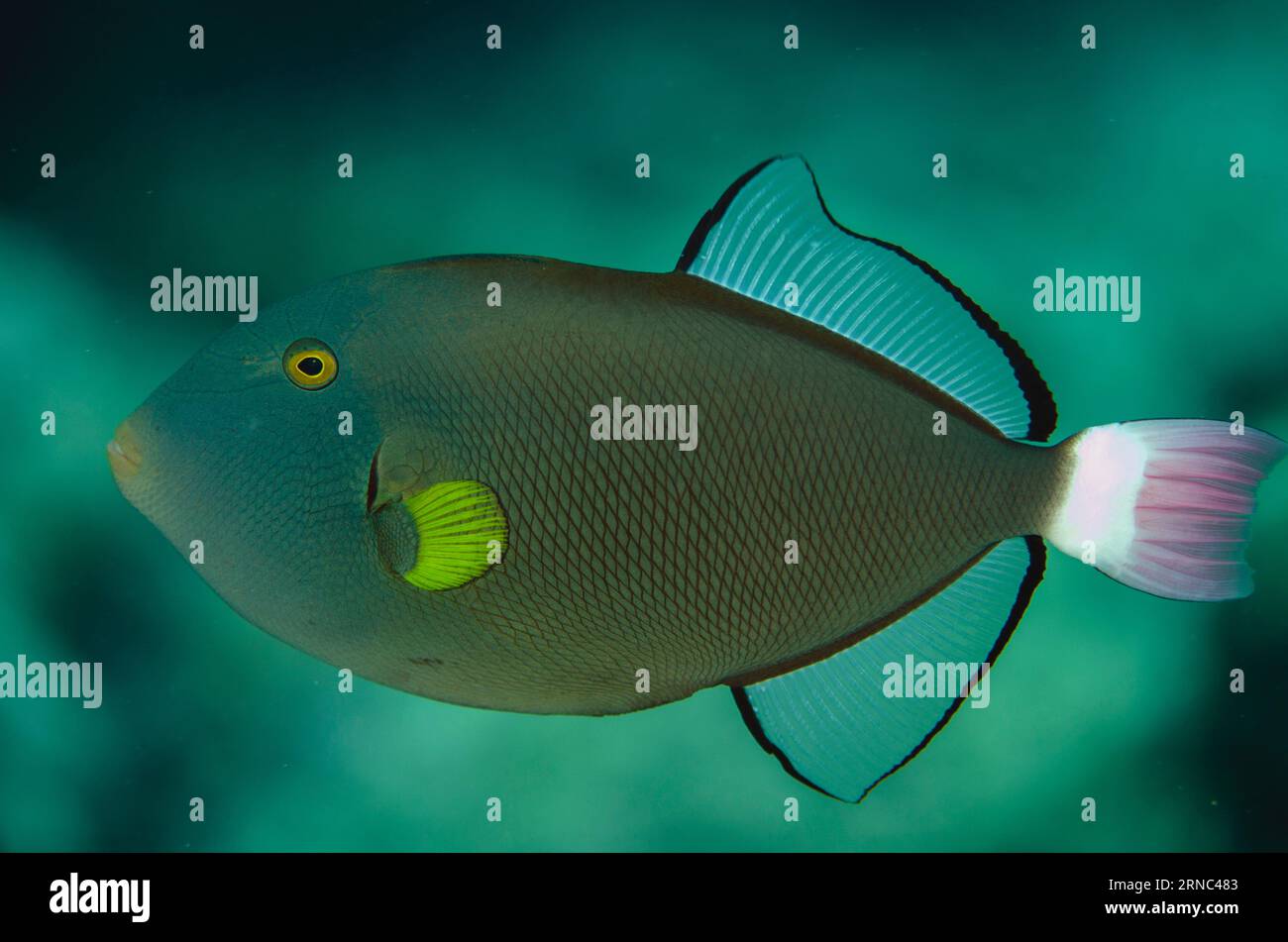 Pinktail Triggerfish, Melichthys vidua, Too Many Fish dive site, Pulau ...