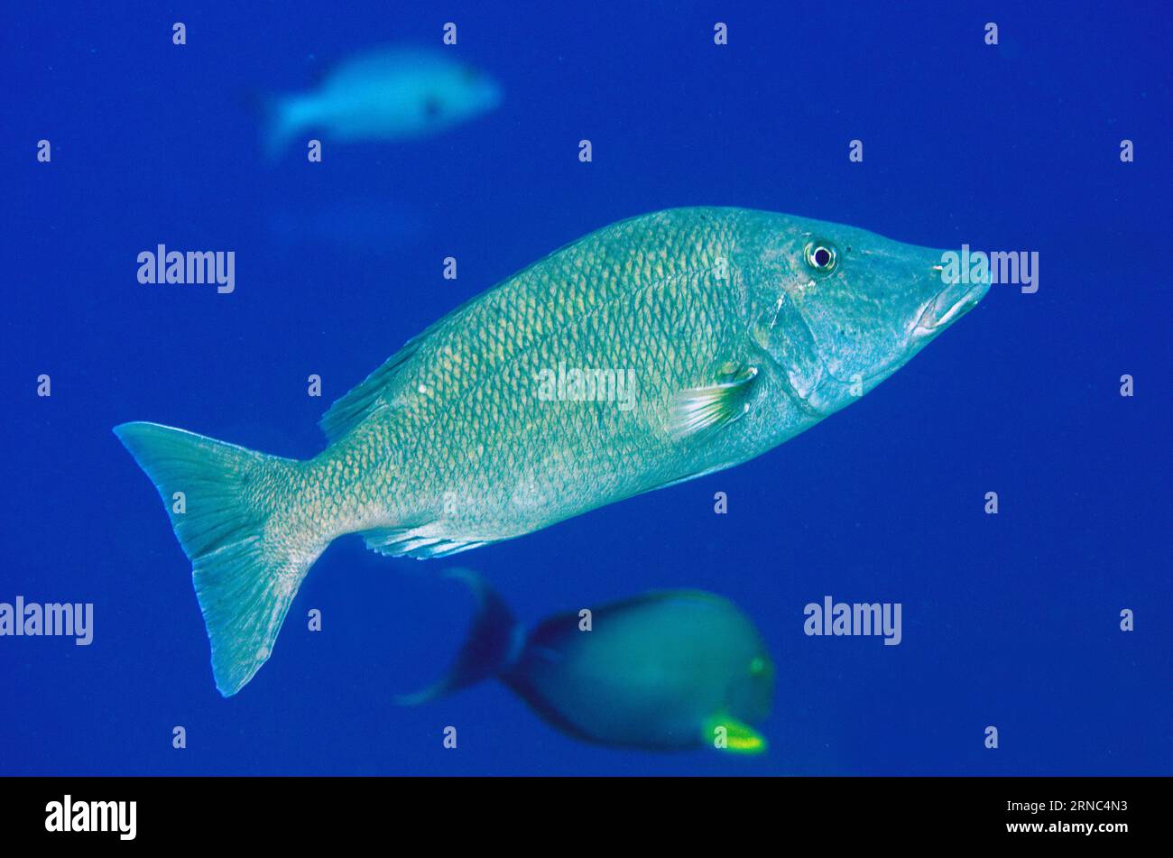 Longface Emperor, Lethrinus olivaceus, Too Many Fish dive site, Pulau ...