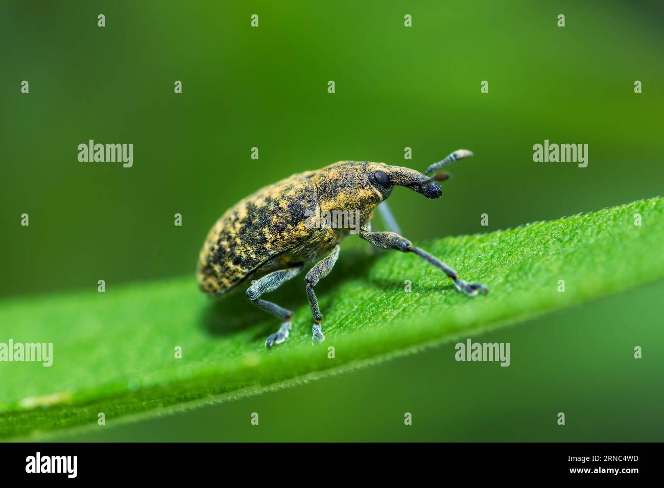 Larinus carlinae hi-res stock photography and images - Alamy