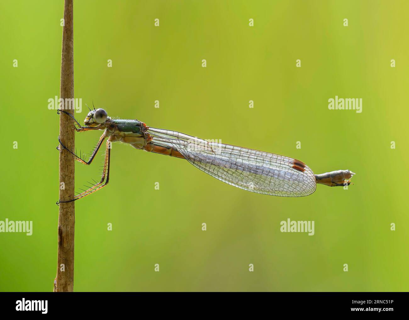 Emerald damselfly (Lestes sponsa), female resting on rush stem ...