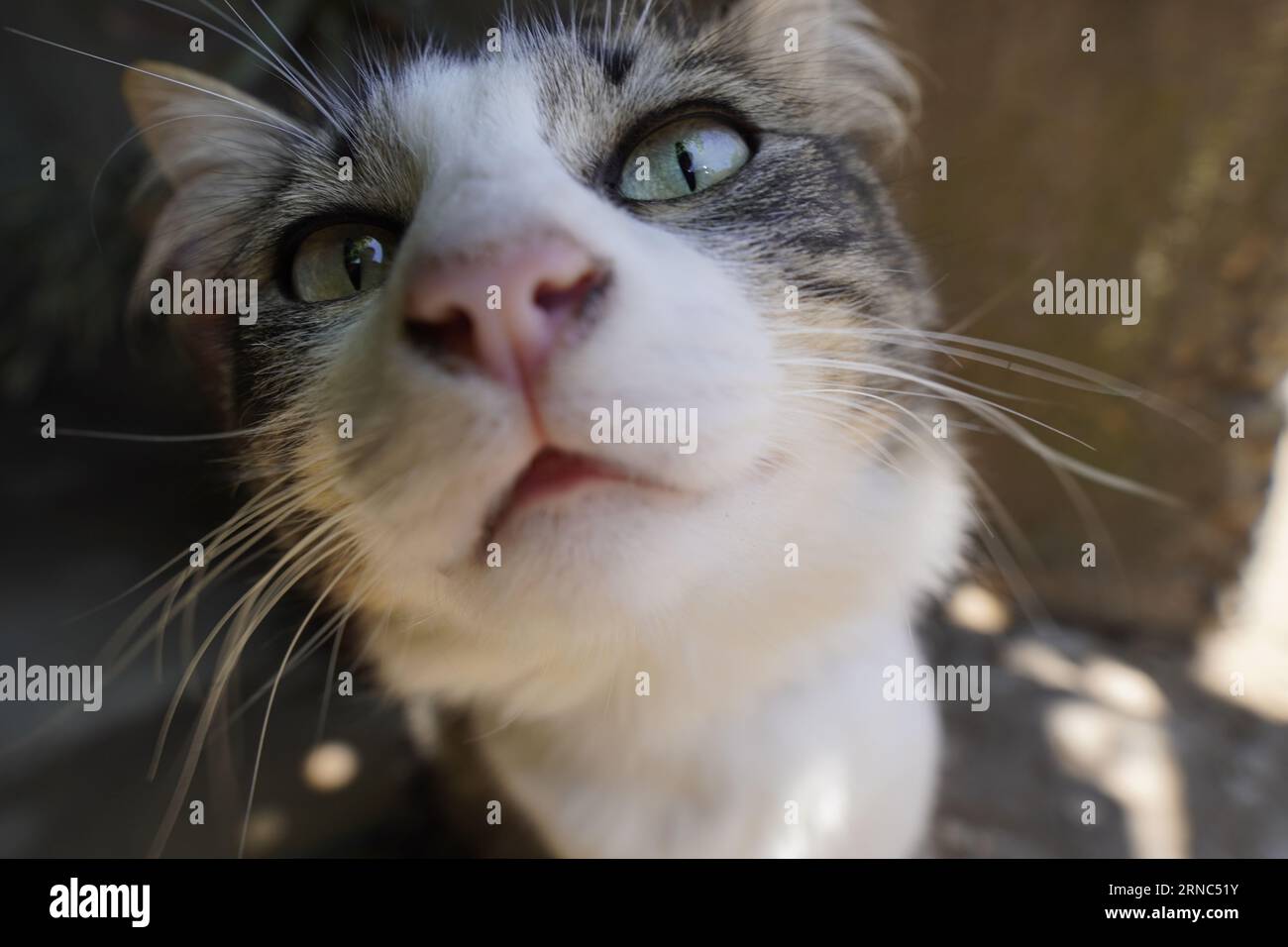 Ellie the lovely cat Stock Photo - Alamy