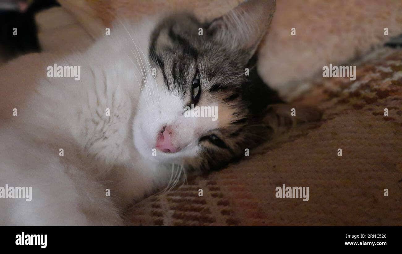 Ellie the lovely cat Stock Photo - Alamy