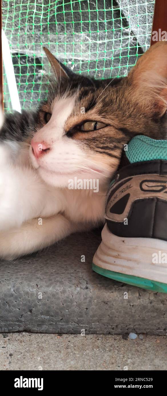 Ellie the lovely cat Stock Photo - Alamy