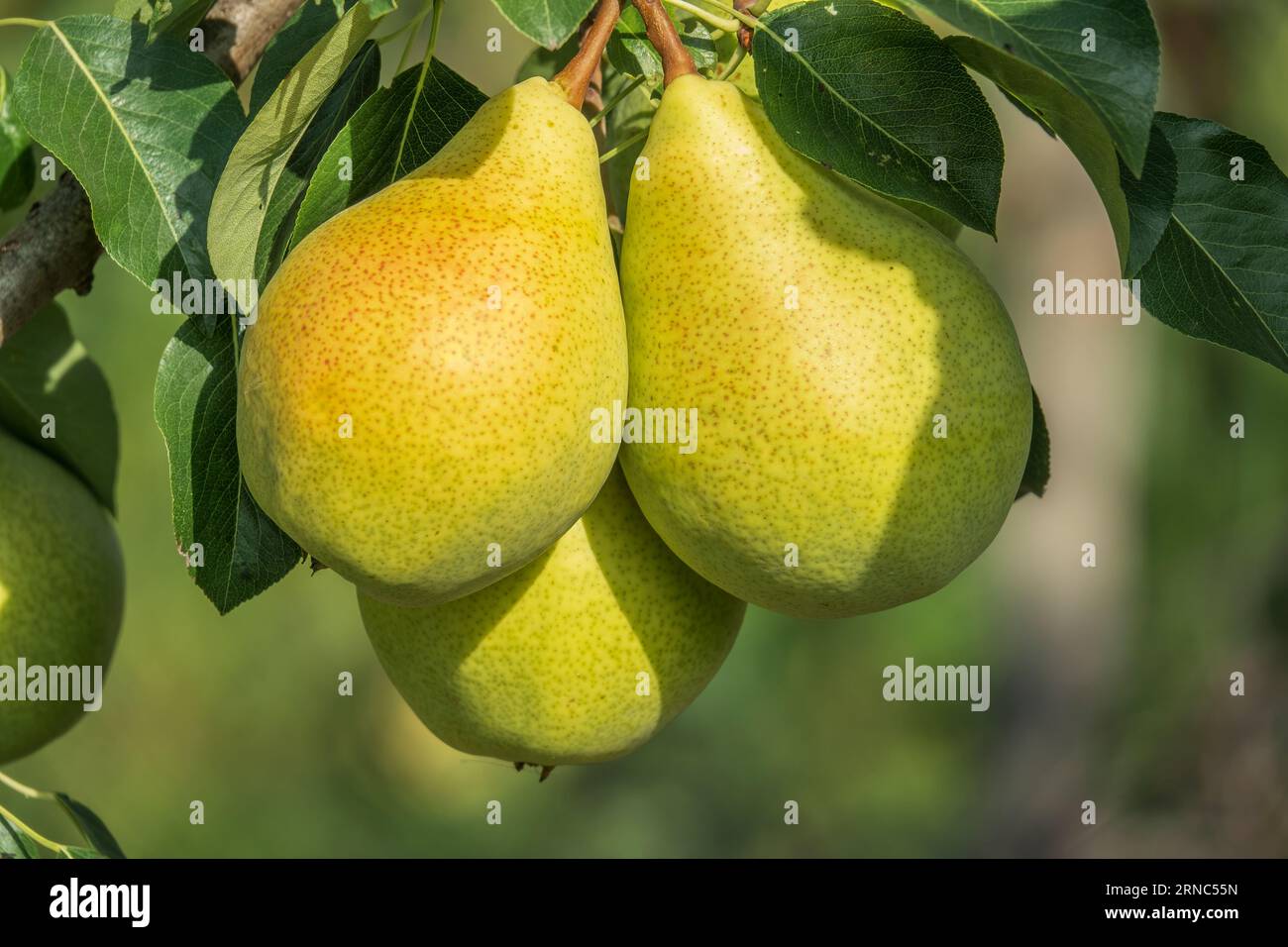 Big ripe hi-res stock photography and images - Alamy
