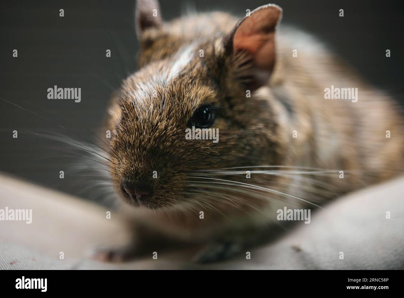 Common degu hi-res stock photography and images - Alamy